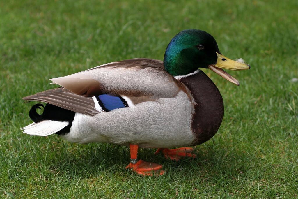 SOÑAR CON PATOS: INTERPRETACIÓN Y SIGNIFICADO
