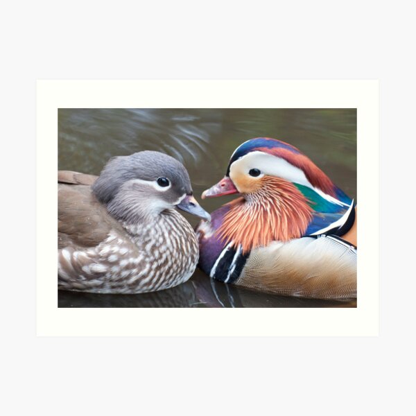 SOÑAR CON PATOS: INTERPRETACIÓN Y SIGNIFICADO