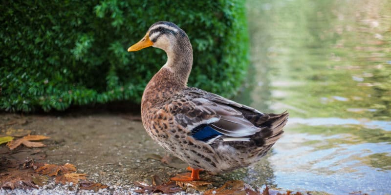 SOÑAR CON PATOS: INTERPRETACIÓN Y SIGNIFICADO
