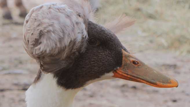 SOÑAR CON PATOS: INTERPRETACIÓN Y SIGNIFICADO