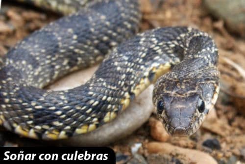 SOÑAR CON CULEBRAS ¿ES DE BUENA SUERTE?