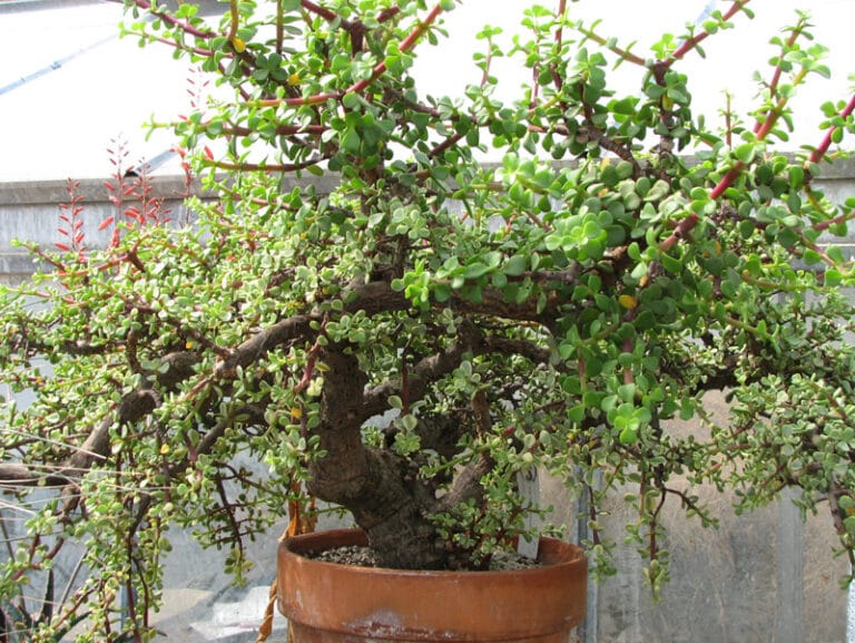 ÁRBOL DE LA ABUNDANCIA, CURIOSIDADES Y CUIDADOS